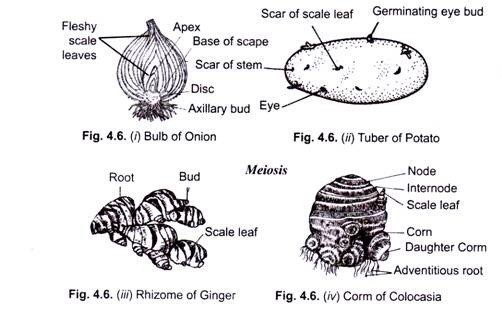 Plant Stem : Characteristics And Different Types Of Stem | Study Of Plant