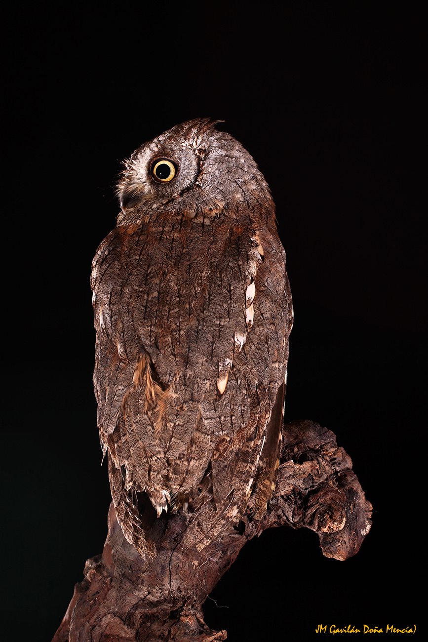 Fotografía de Naturaleza - JM Gavilán: Autillo Europeo (Otus scops)