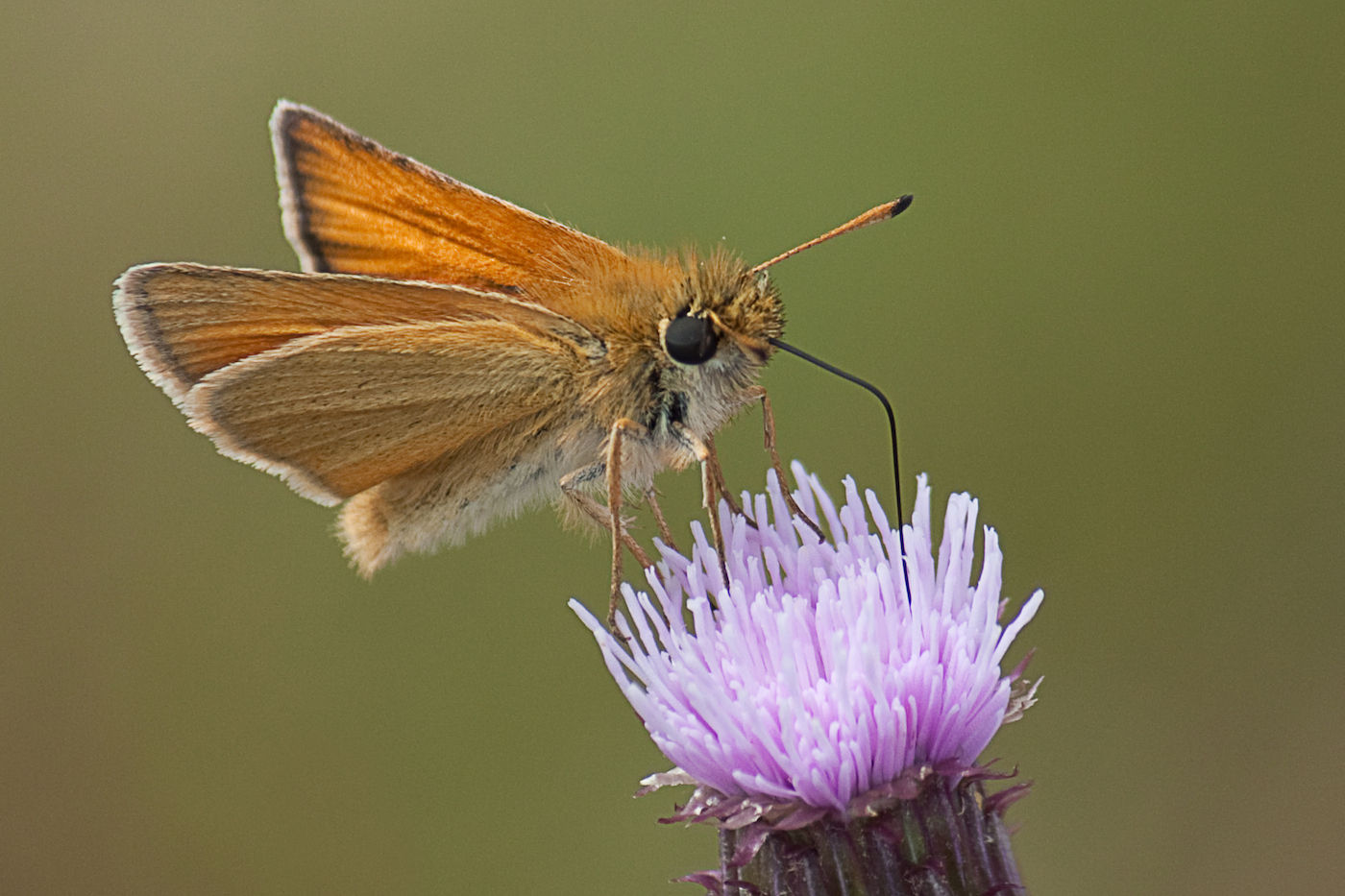 Butterfly Pictures: Small Skipper - Thymelicus sylvestris