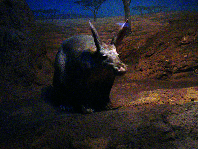Aardvark