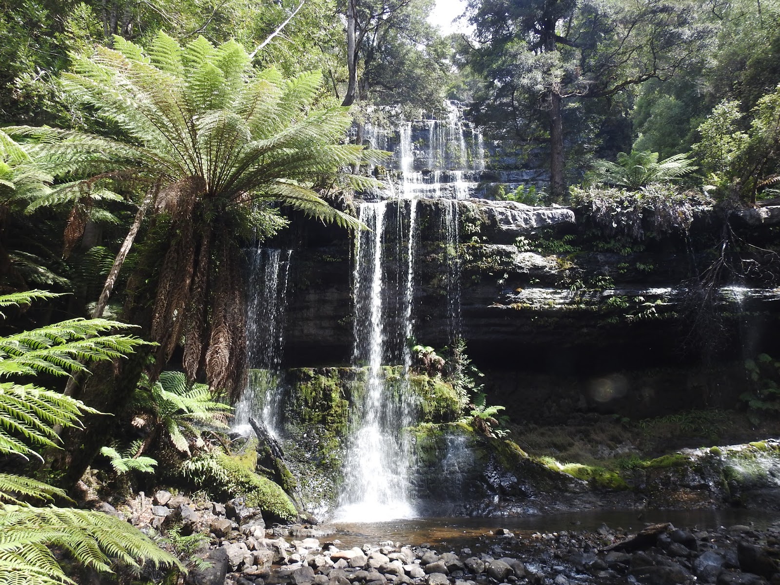 Les aventures de Juju et Nico en Australie: Mount Field National Park