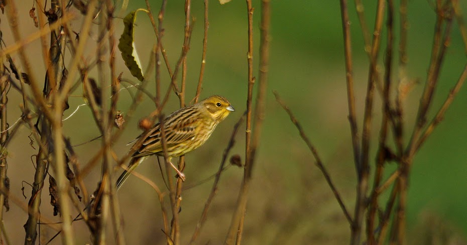 OBRAZY NATURY: Trznadel
