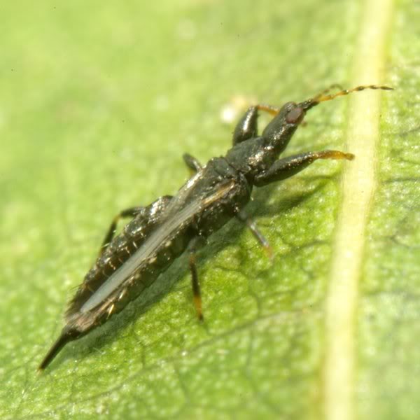 Variety of Life: Acanthothrips