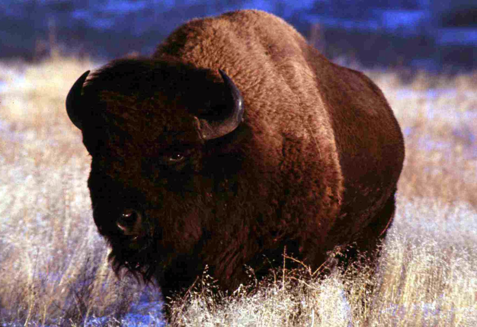 wild animal bison pictures that looks like an ox, cute jungle animals ...