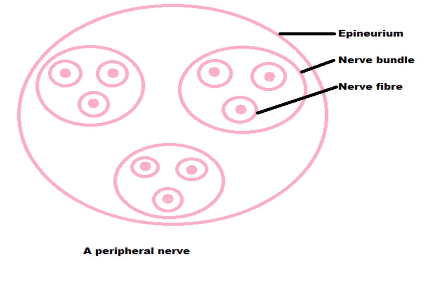 easyhumanatomy: Organization of peripheral nerve Vs organization of ...