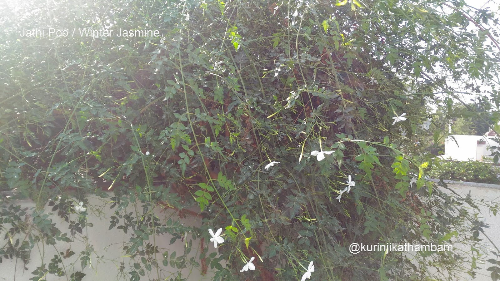 Flowers from My Cam: 48. Jathi Poo / Winter Jasmine ~ Kurinji Kathambam