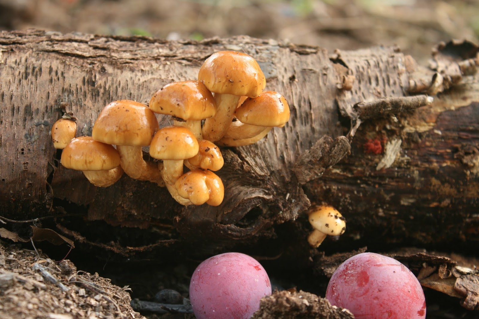 Mushrooming Together