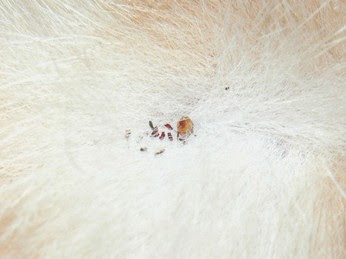 Pulitissima: LE PULCI