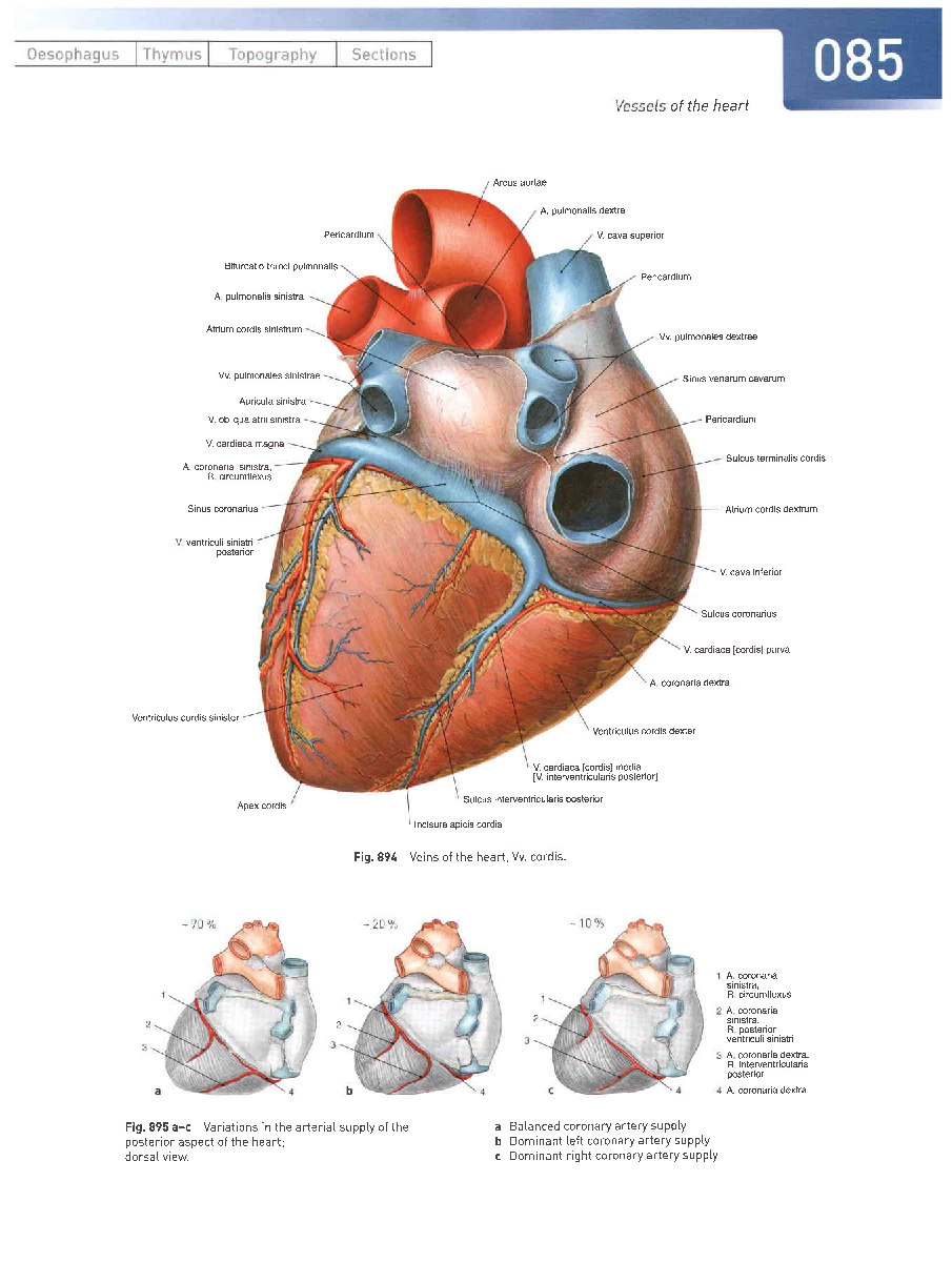 Anatomi Sobotta 2 | BlogK Putih