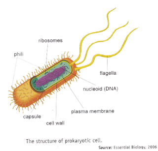 Structure And Function of Cell Components - New Science Biology