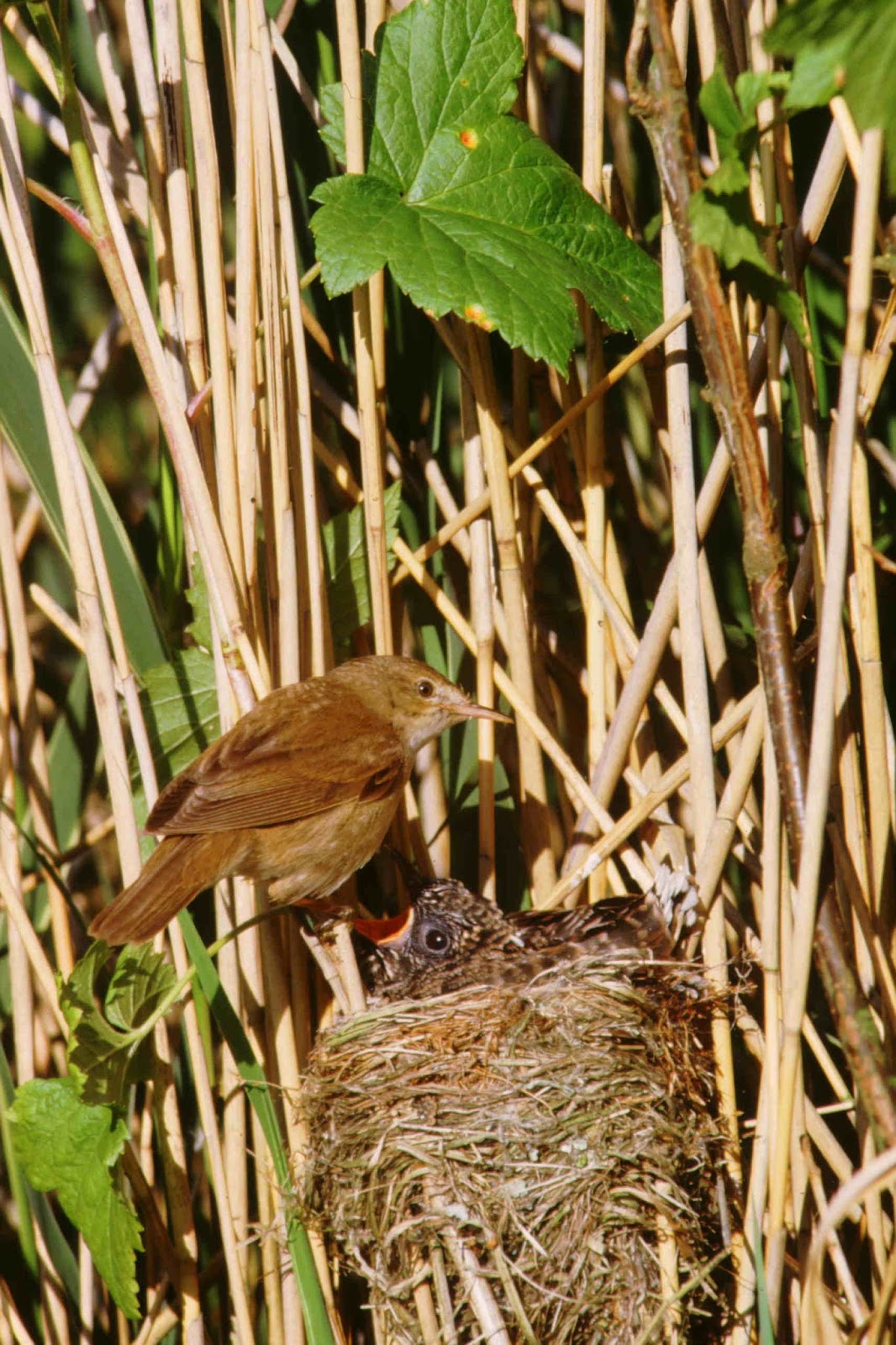 BTO Young Birders: Cuckoos and Wrens by Sebastian Seely