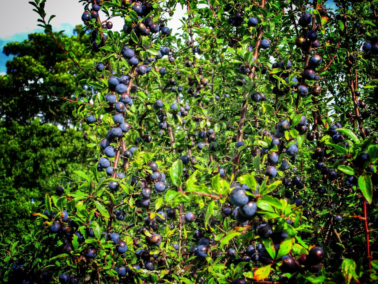 The Flee & Float: All too Sloe