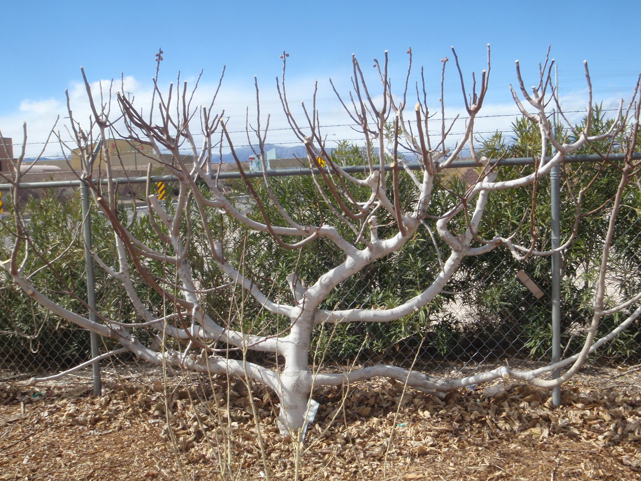 Xtremehorticulture of the Desert: 04 December 2016