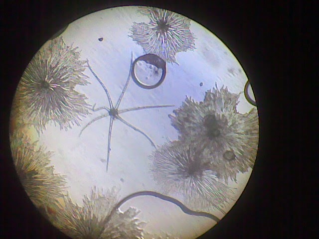 Anatomi tumbuhan Jaringan pada Tumbuhan