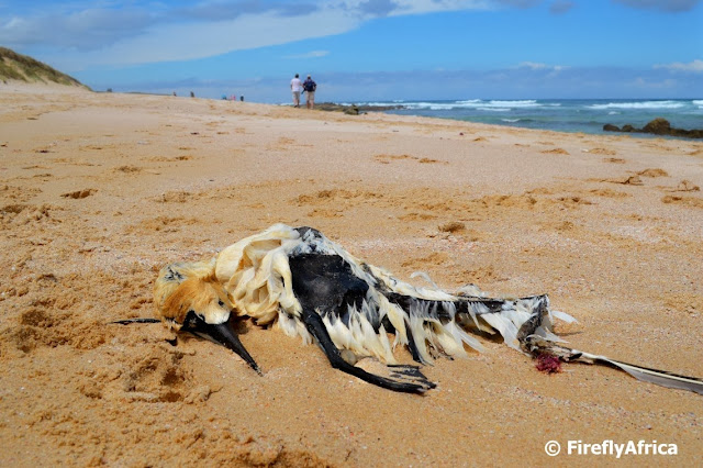 Port Elizabeth Daily Photo: Death on the beach