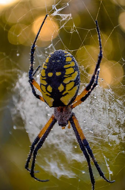A group of the finest and most beautiful rare spiders | TOOOPIC