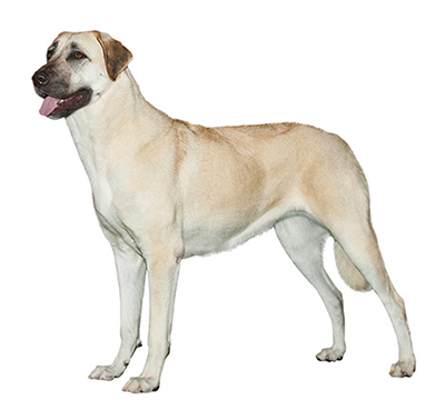Everything about your Anatolian Shepherd - Luv My Dogs