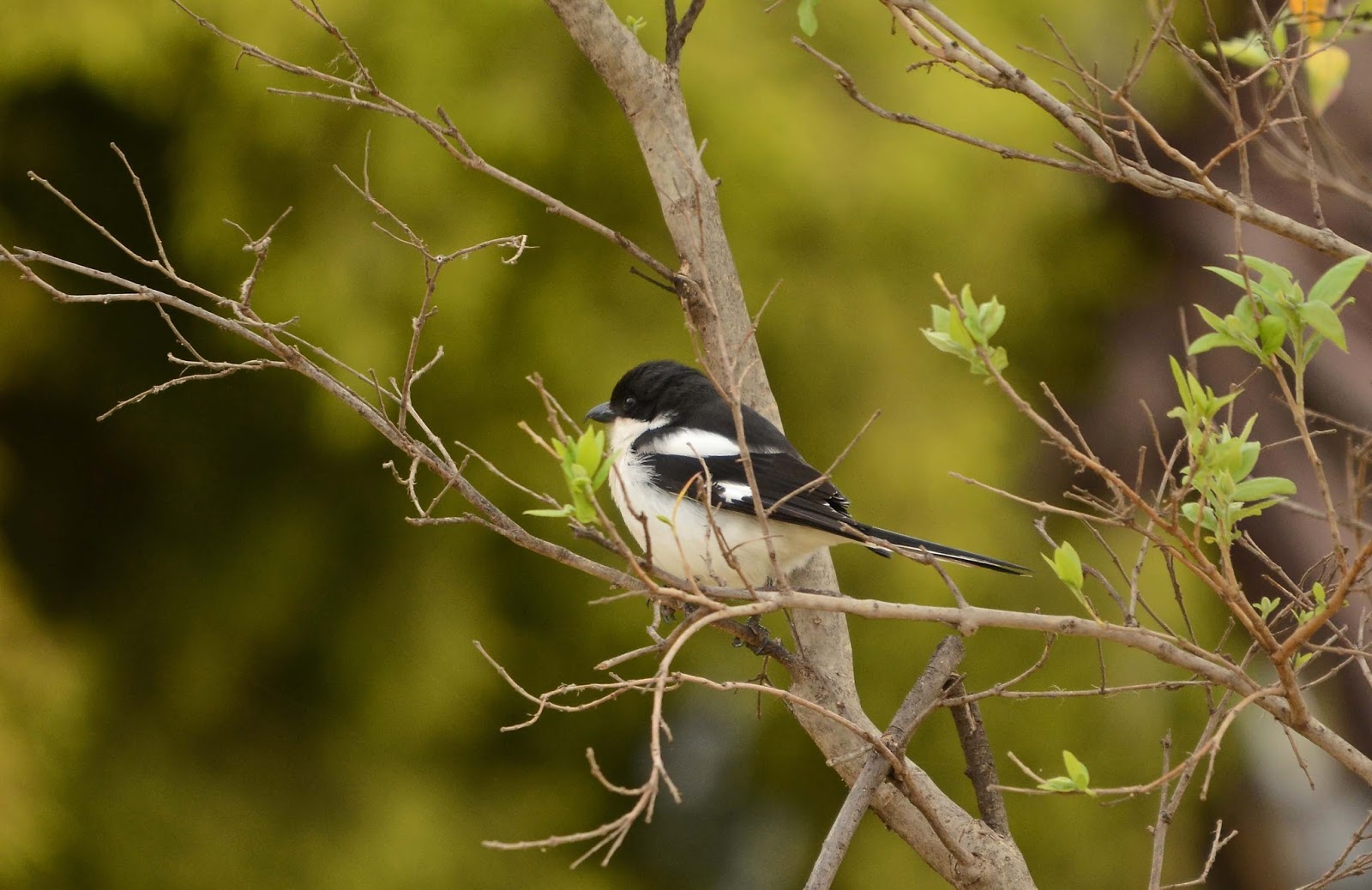 John van der Graaf: november 2017