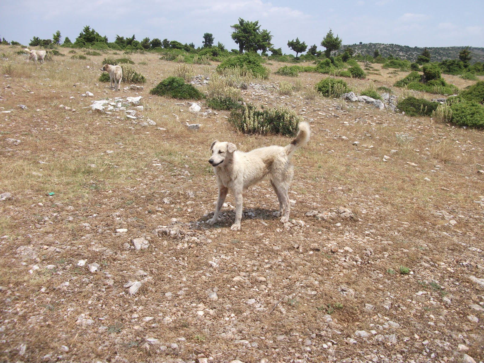 Μανιταρια Ελασσονας: προβατα και γιδες 2