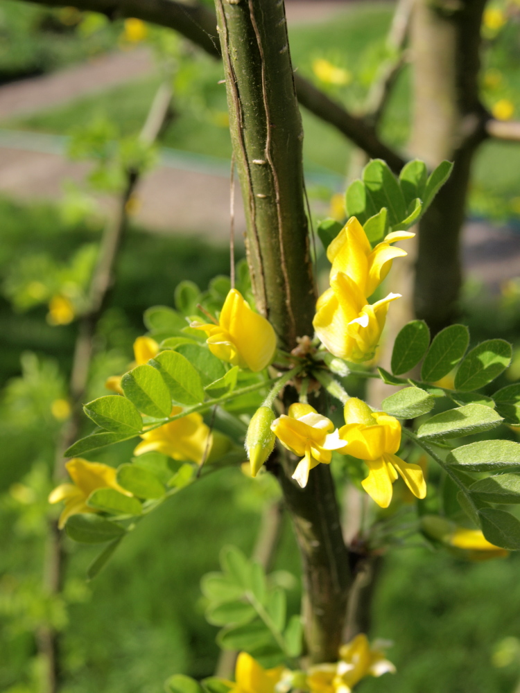 Raw Edible Plants: Siberian pea tree (Caragana arborescens)