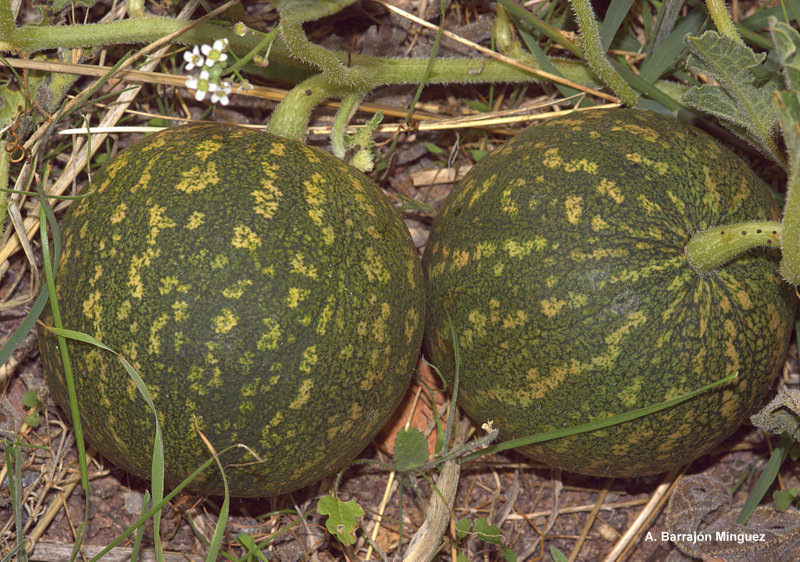 Naturaleza Viva: Citrullus colocynthis (L.) Schrad. Fam: Cucurbitaceae