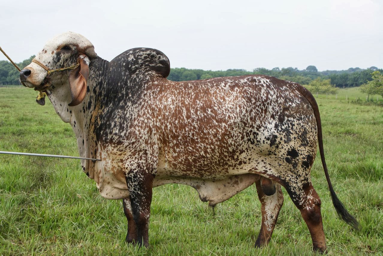 Kaldera Romadhon: Sapi Brahman & Sapi Ongole