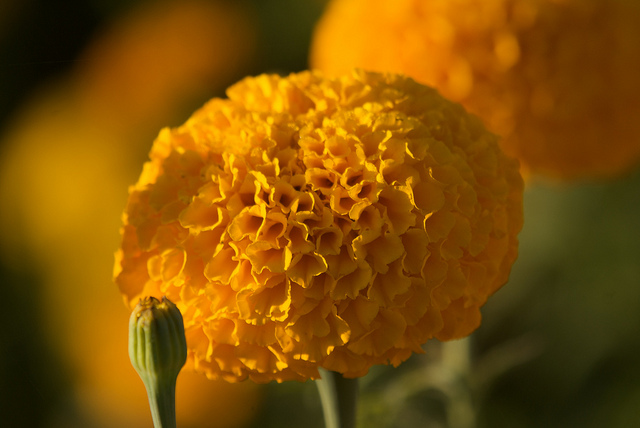 Hernández Esquivel: 「死者の花」 "Flor de muertos"