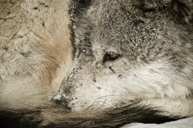 White Wolf : Fascinating Wolf Pictures Captured By Michigan ...