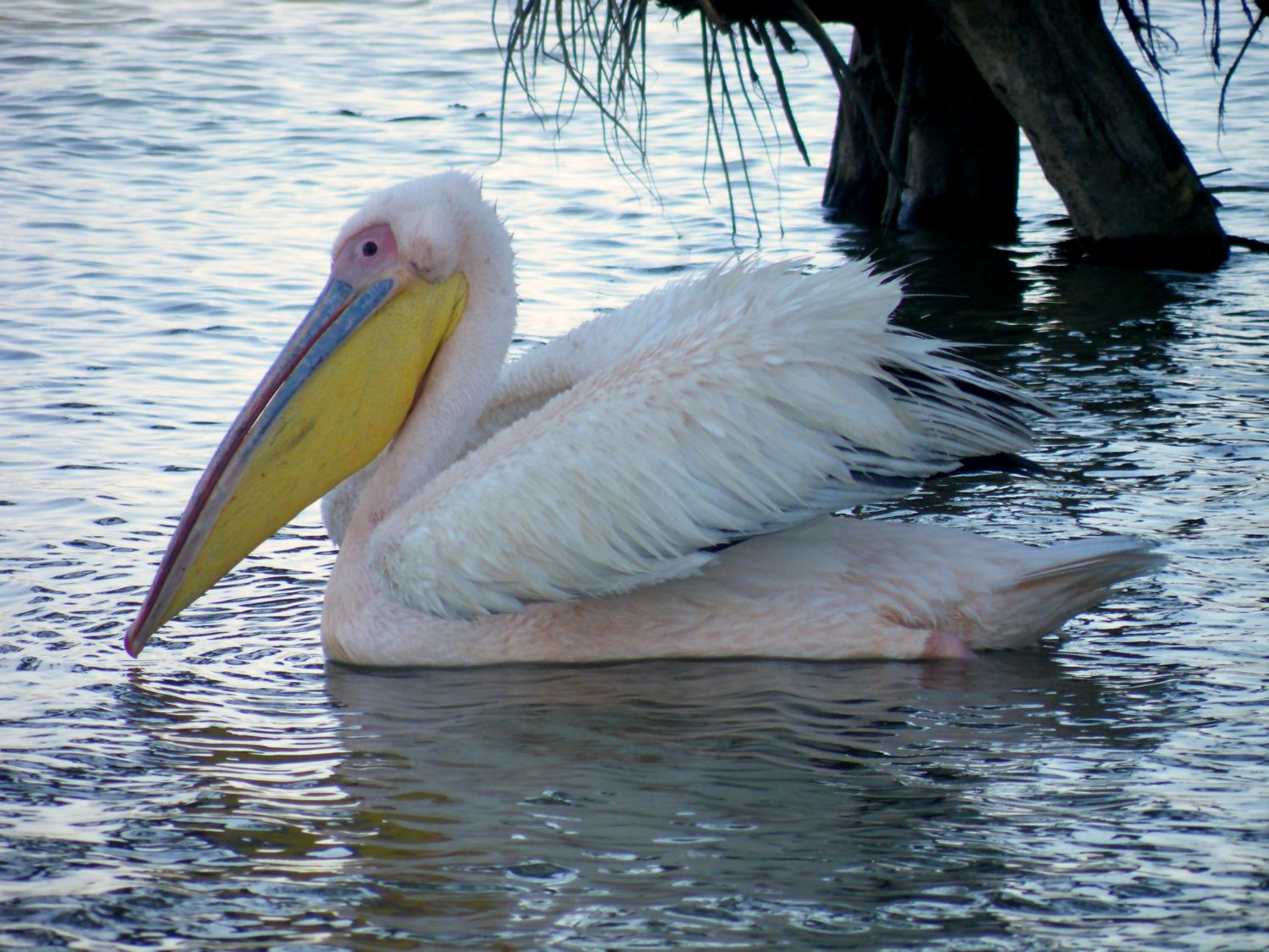 RETRATOS DEL MUNDO: Lago Ziway. De Welkite a Langano.