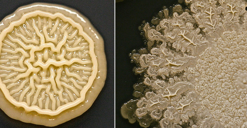 Fotografía por primera vez la bacteria ultra pequeña | tecnologia