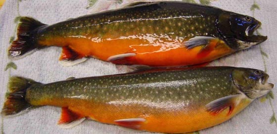 Aquaculture, Aquaponics and Sustainability: Arctic Char Farming ...