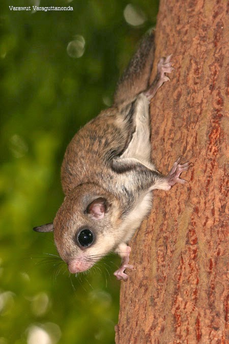 Variety of Life: Pteromyini