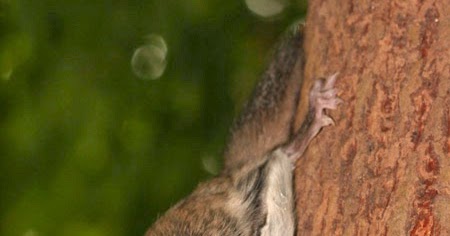 Variety of Life: Pteromyini