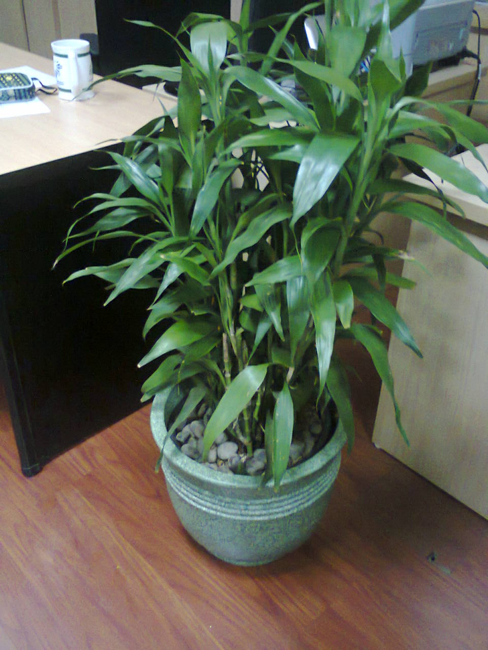 Sewa tanaman bambu sri rejeki ~ Properti Dan Gaya Kehidupan