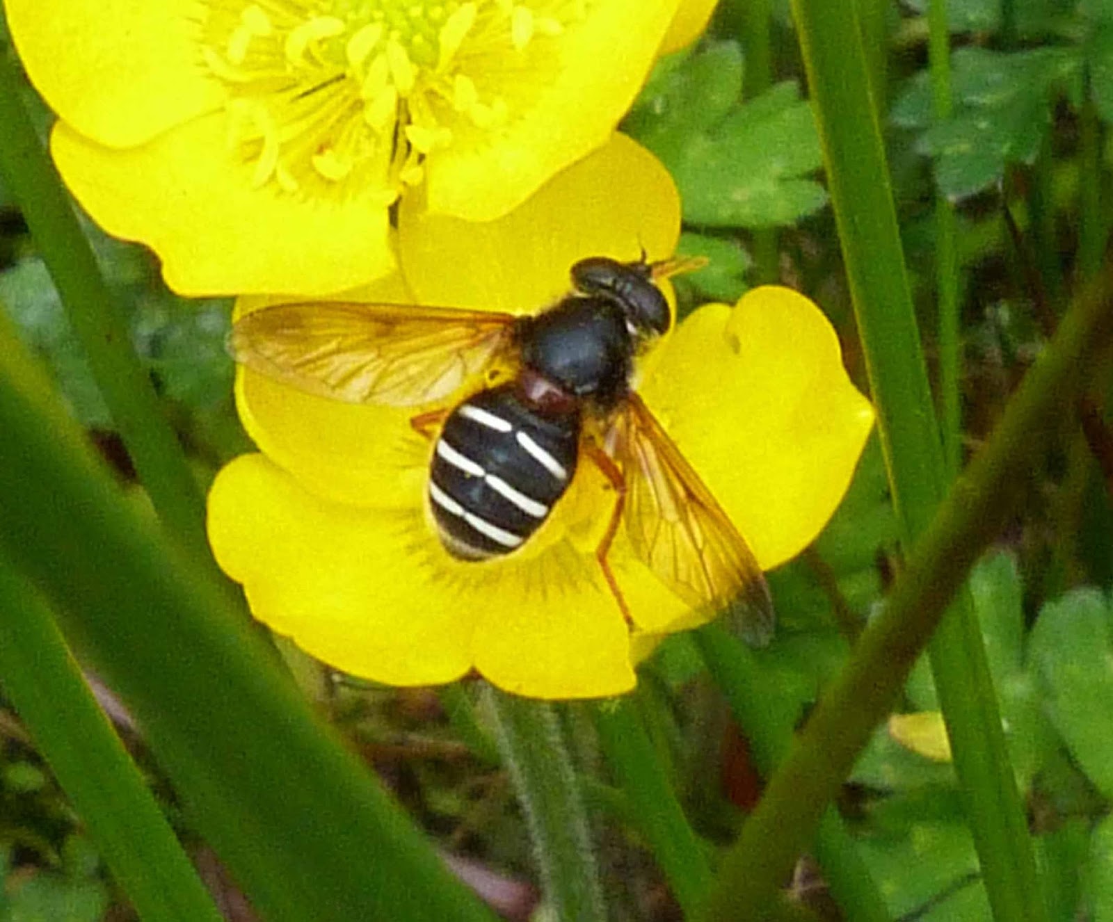 Insects of Scotland: Hoverflies