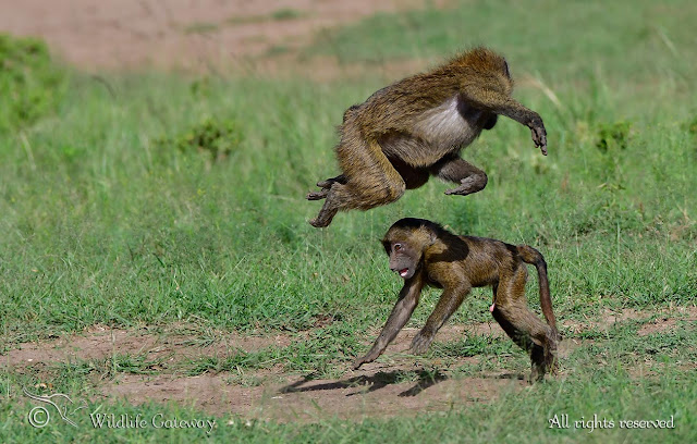 WILDLIFE GATEWAY: Singeries...... de babouins!