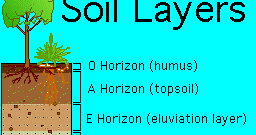 Lapisan Tanah (Soil Horizon) dan Karakteristiknya | Gurugeografi.id