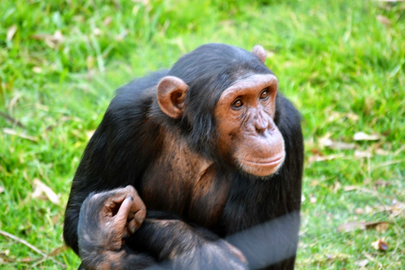 The Suitcase Diaries: Chimp Eden