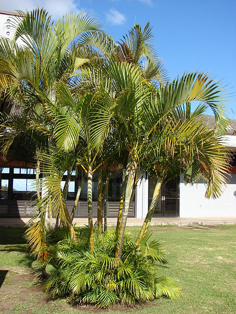 Dypsis lutescens «palmera de bambú» - Id Plantae