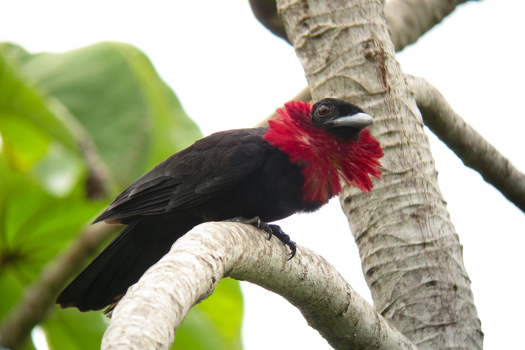 Brazilian Birds: Família Cotingidae – Subfamília Cotinginae