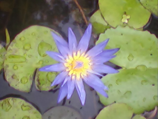 Amar Bagan Sonarpur: Blue- Violet