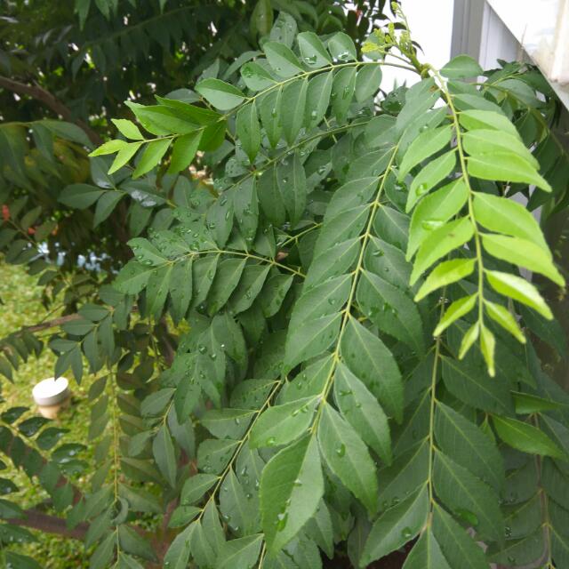 Booster Tanaman Anda!: Pelbagai khasiat daun kari