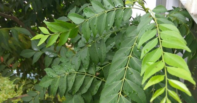 Booster Tanaman Anda!: Pelbagai khasiat daun kari