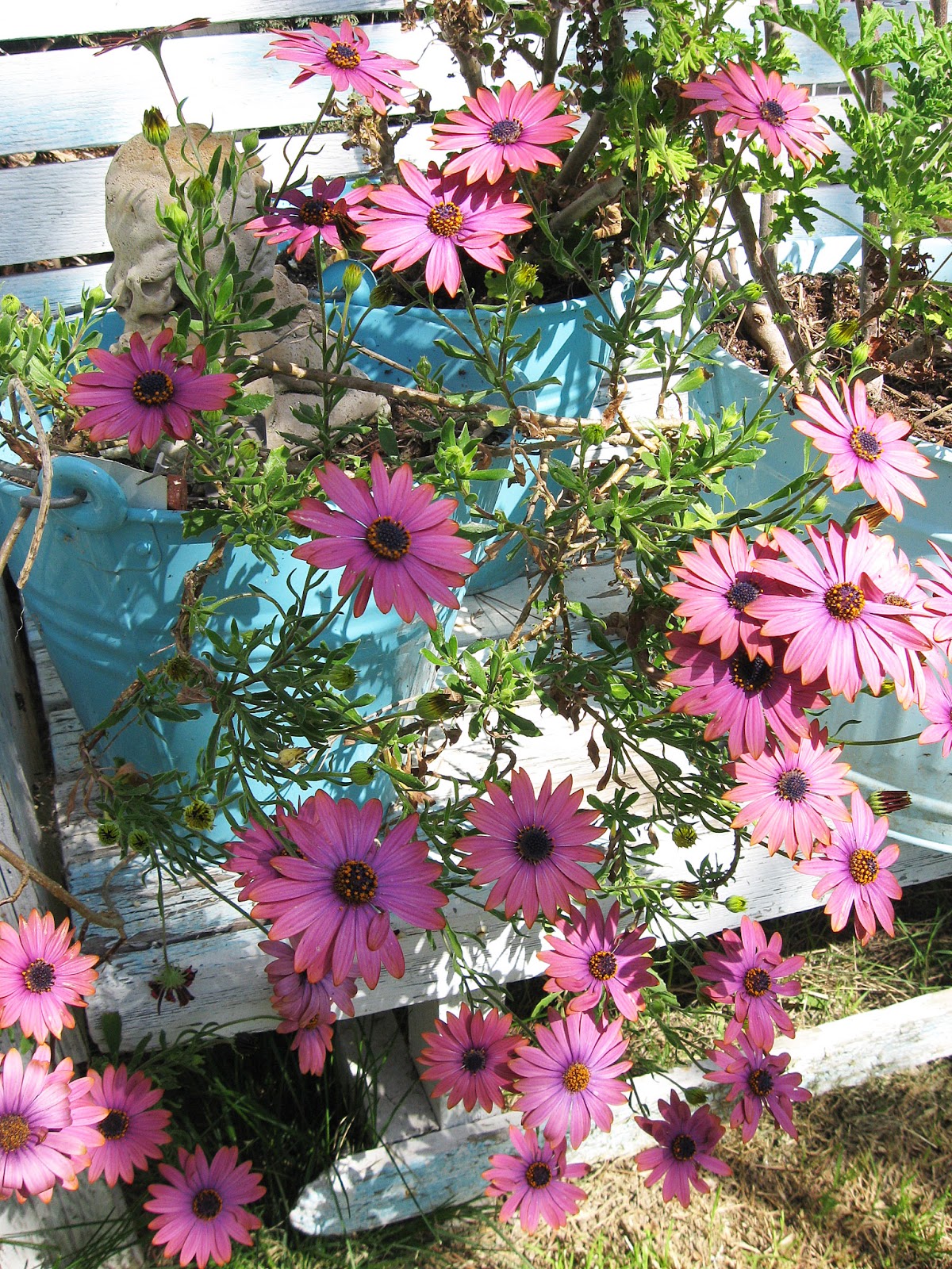 Sweet Magnolias Farm: Happy Spring Y'all