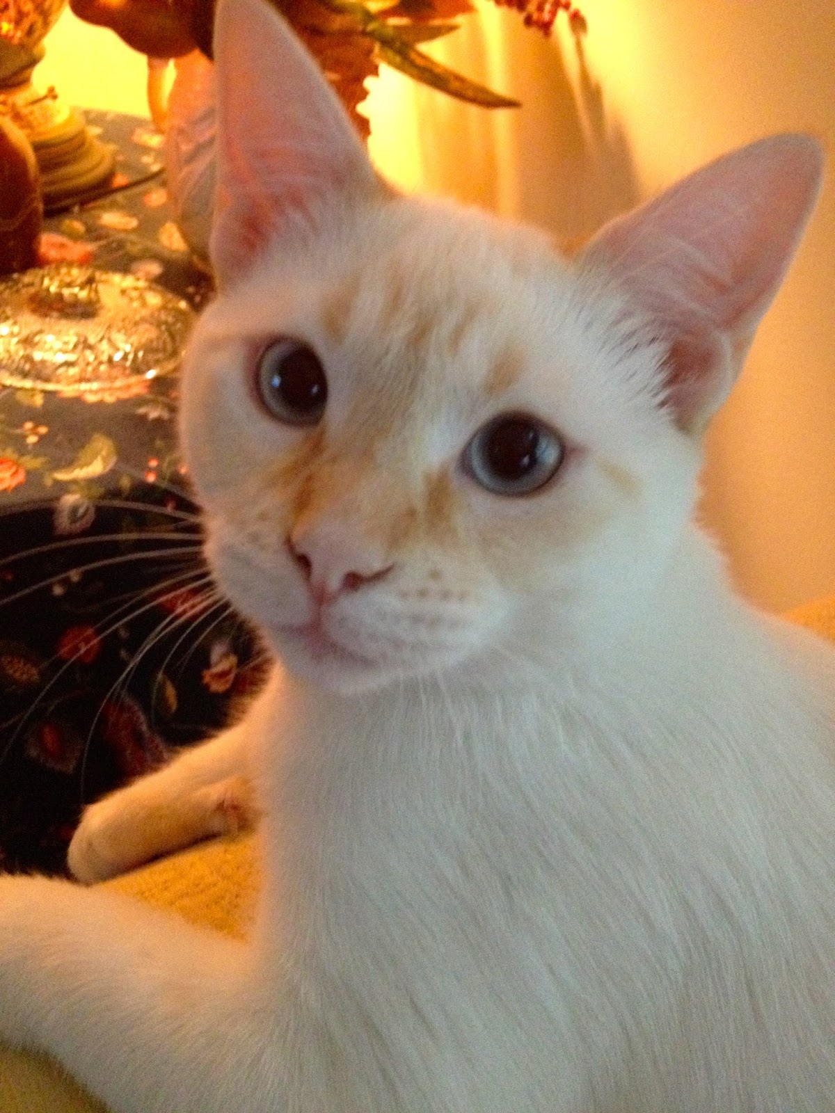 Snortin' GRITS: Robert Redford the "Red (Flame) Point Siamese"