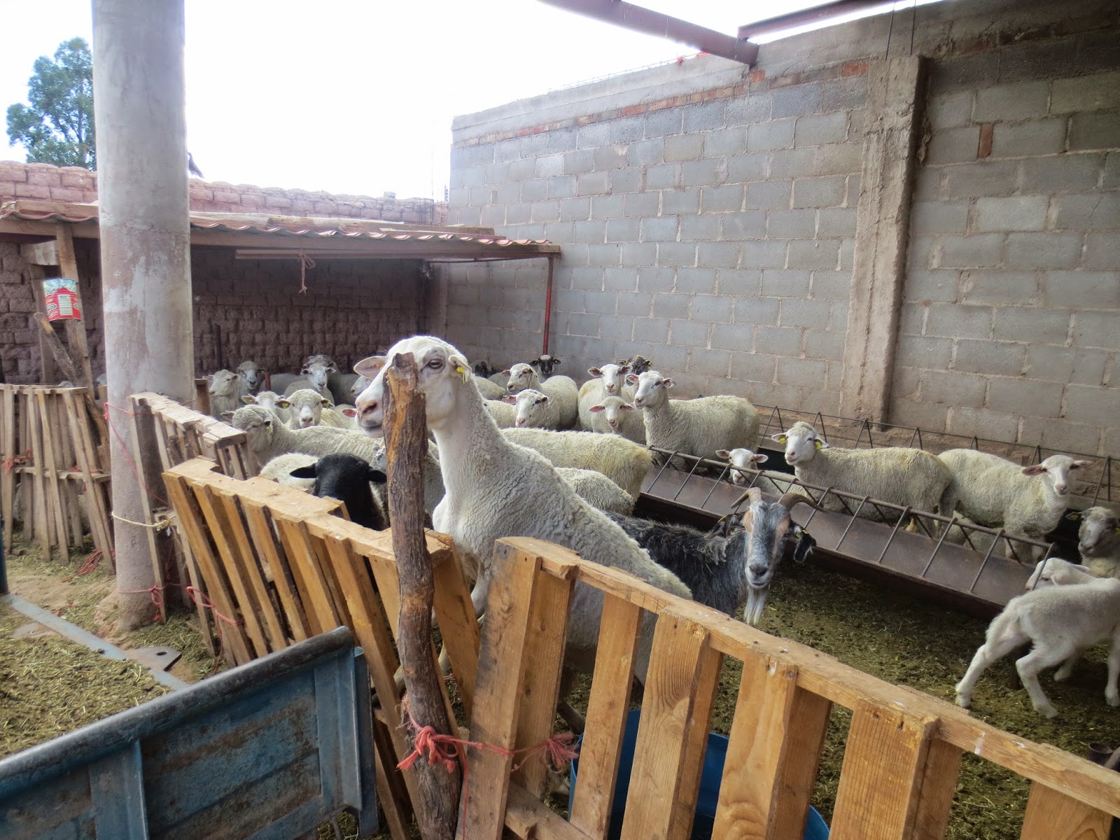 GESTACION EN BORREGAS: marzo 2014