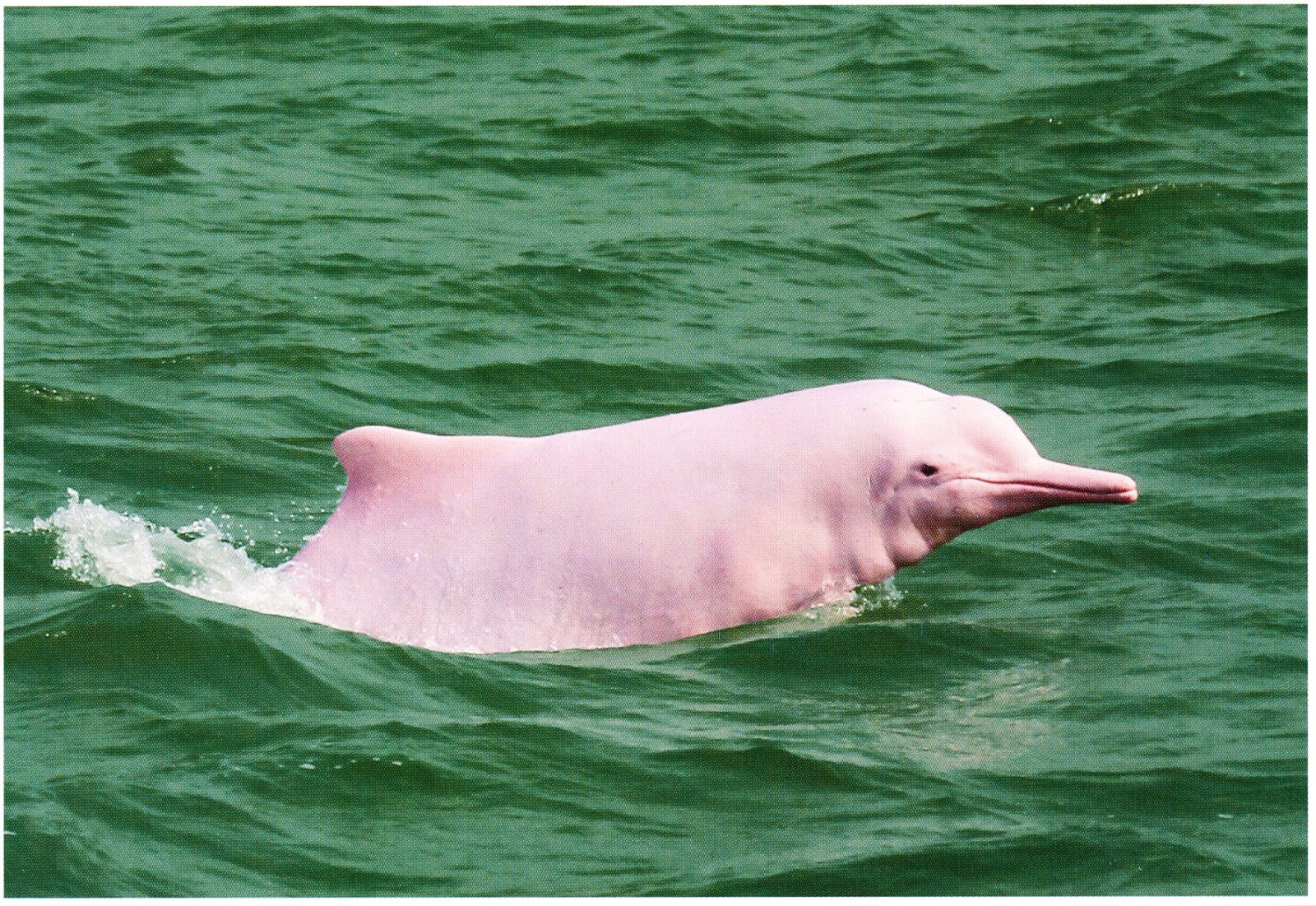 Stedentrips en uitstapjes: Dag 6: Boottocht roze dolfijnen