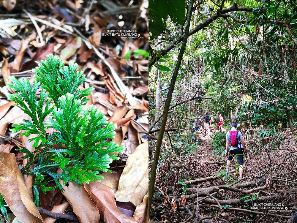 Trans Bukit Chenuang + Batu Kumbang 跨越双峰拥抱 180 度完美视野 - 乐飞翎 ♥ LUVFEELIN