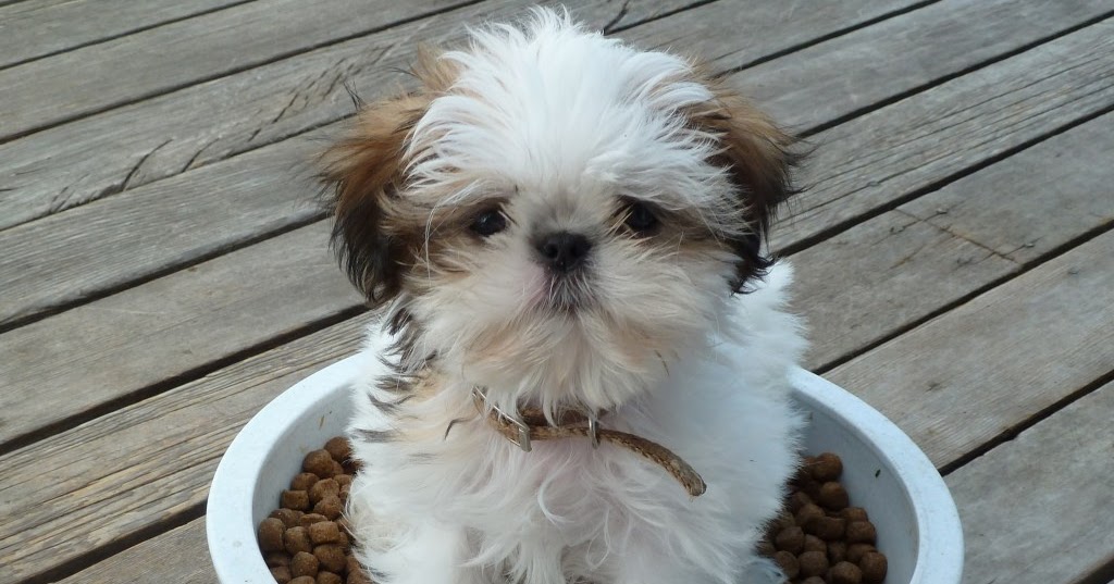 Alimentação do Shih Tzu filhote ~ Mundo Dos Shih Tzus