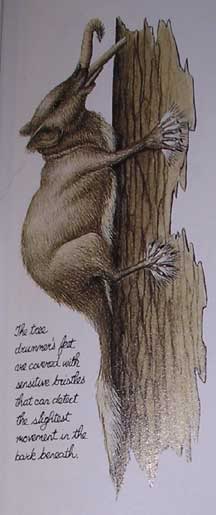 Trish Babbles: Megafauna's Back Baby! Let's Continue Reading _After Man_!